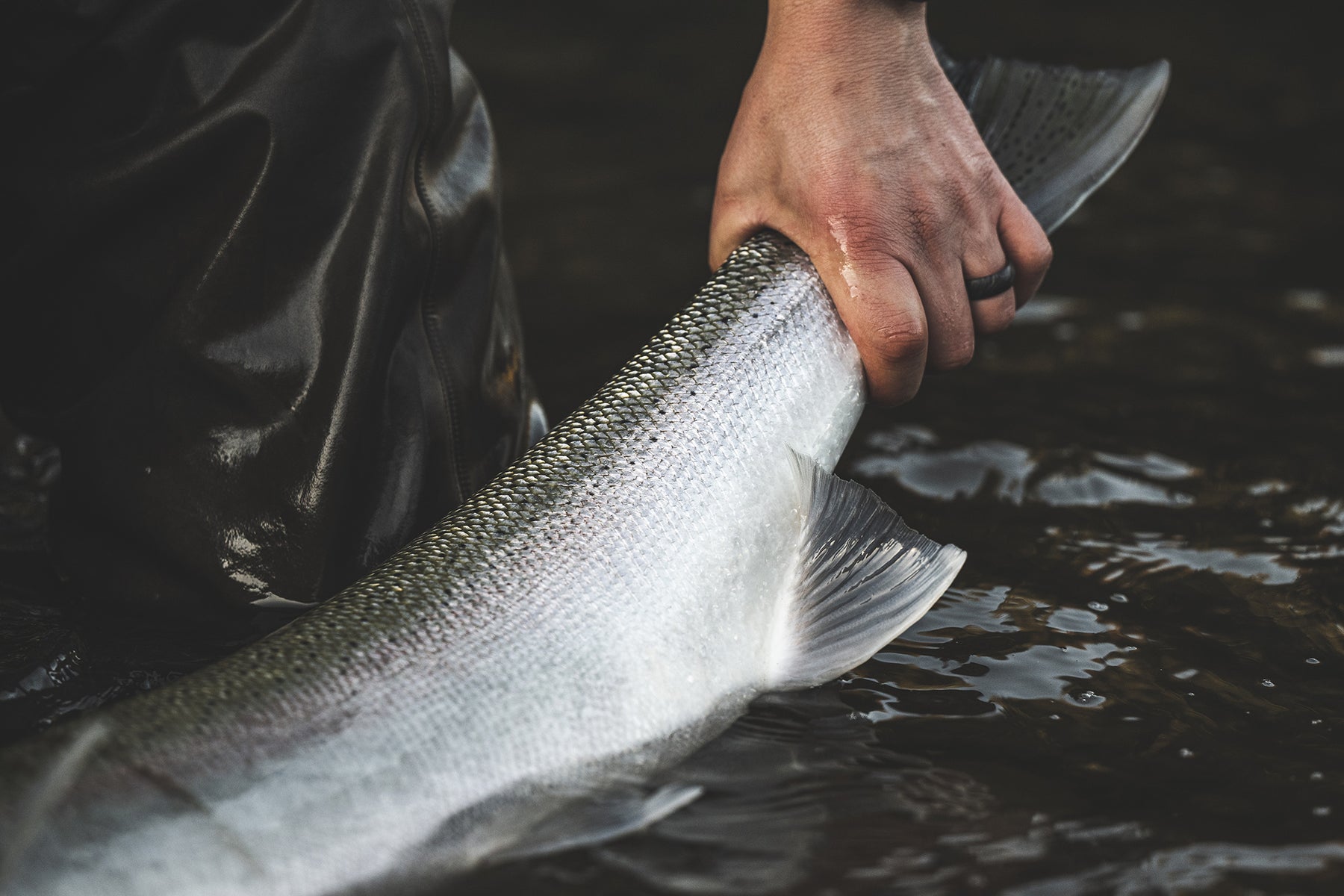 G. Loomis Fishing Rods | Conventional and Fly – G. Loomis US